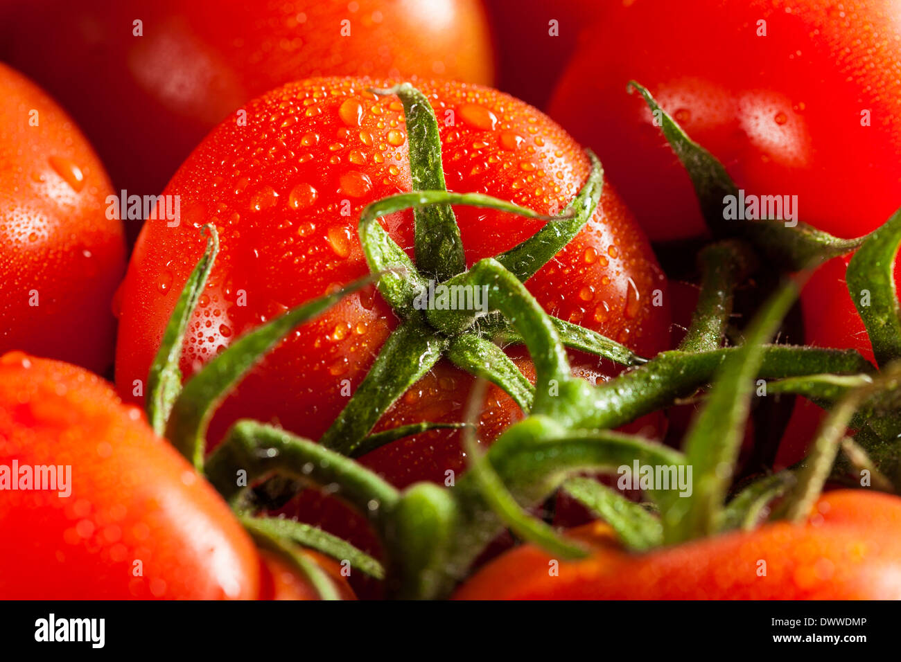 Organic Red Ripe Tomatoes on the Vine Stock Photo - Alamy