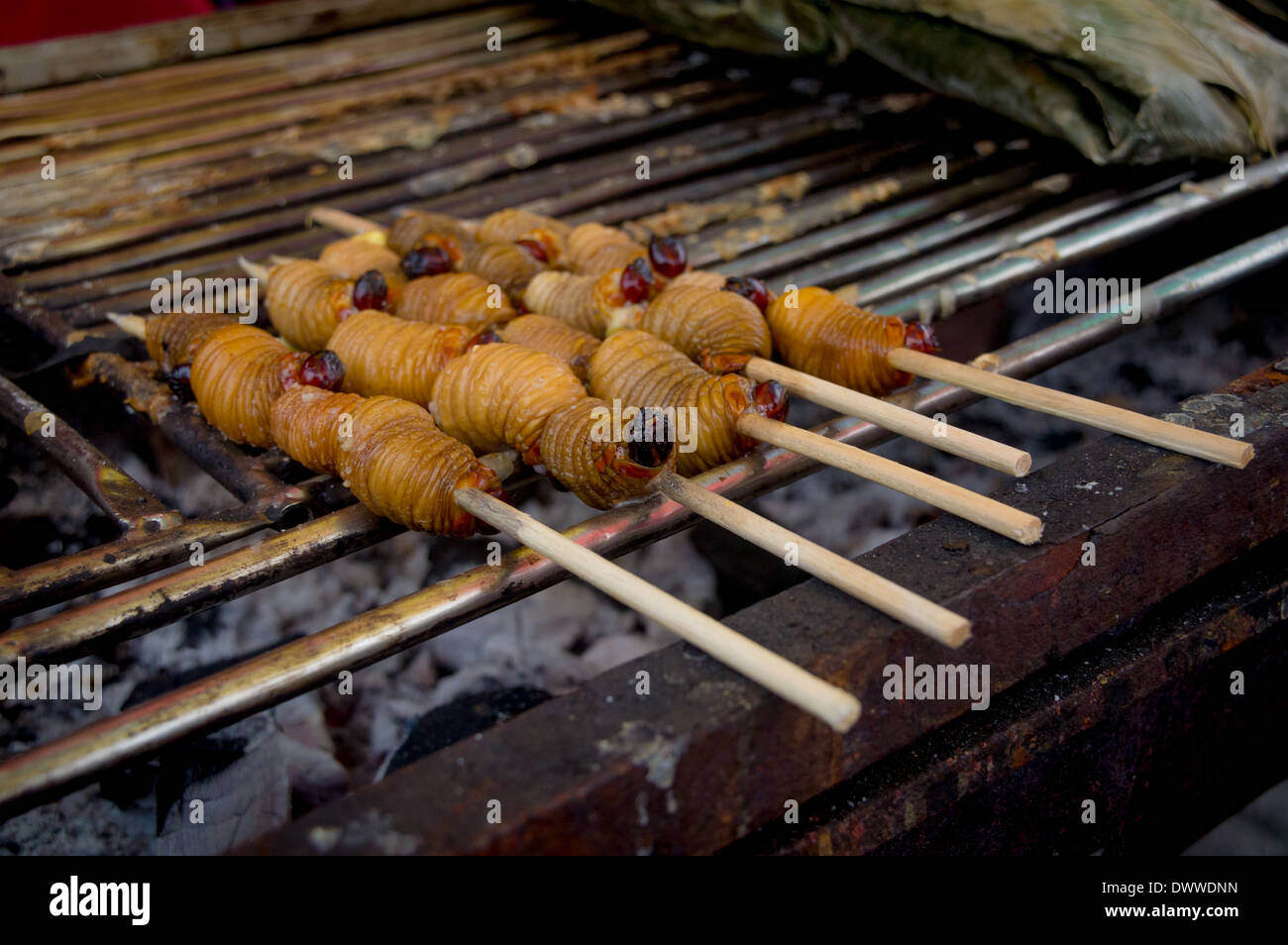 Palm weevil larvae hi-res stock photography and images - Alamy