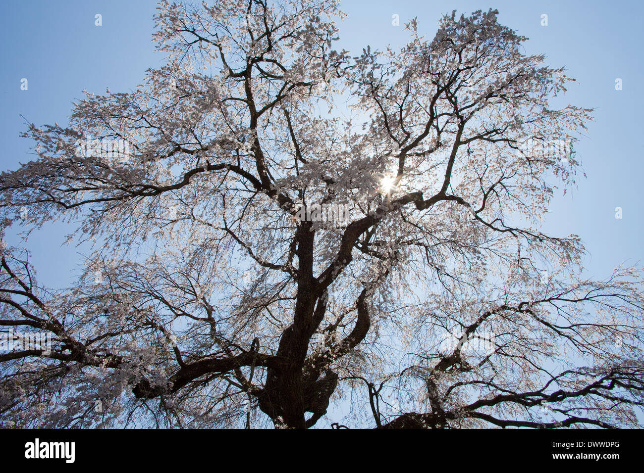 Cherry tree, Nara Prefecture, Japan Stock Photo - Alamy