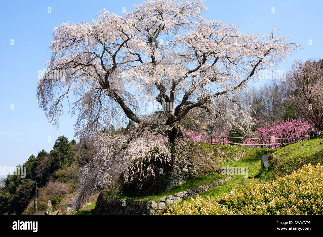 Nara plant hi-res stock photography and images - Alamy