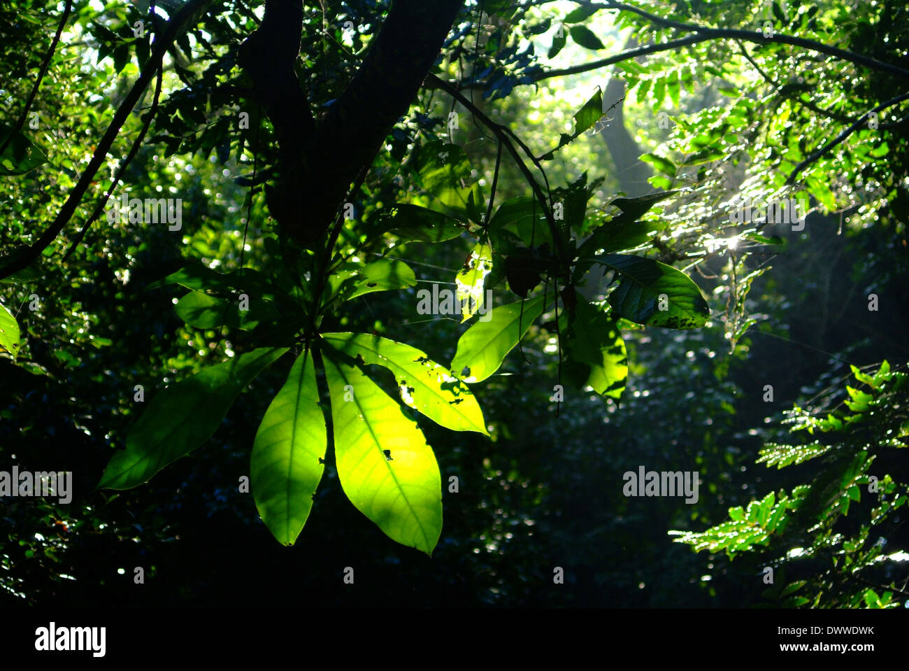 Durban forest hi-res stock photography and images - Alamy