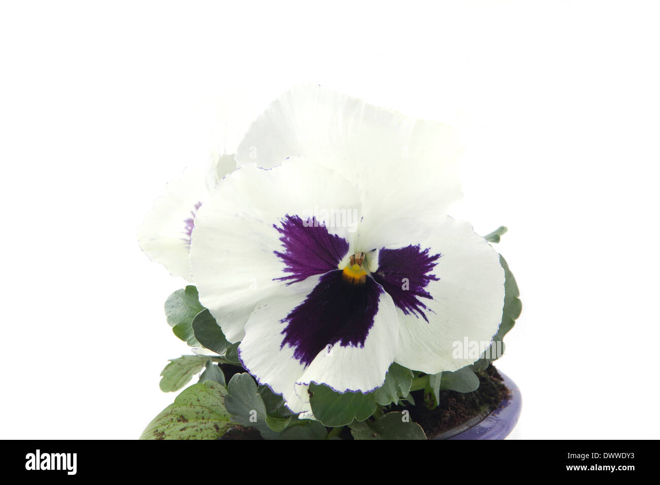 living white violets on a white background Stock Photo - Alamy