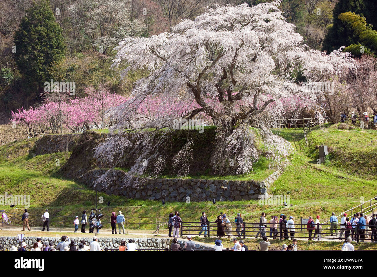 Cherry tree, Nara Prefecture, Japan Stock Photo - Alamy
