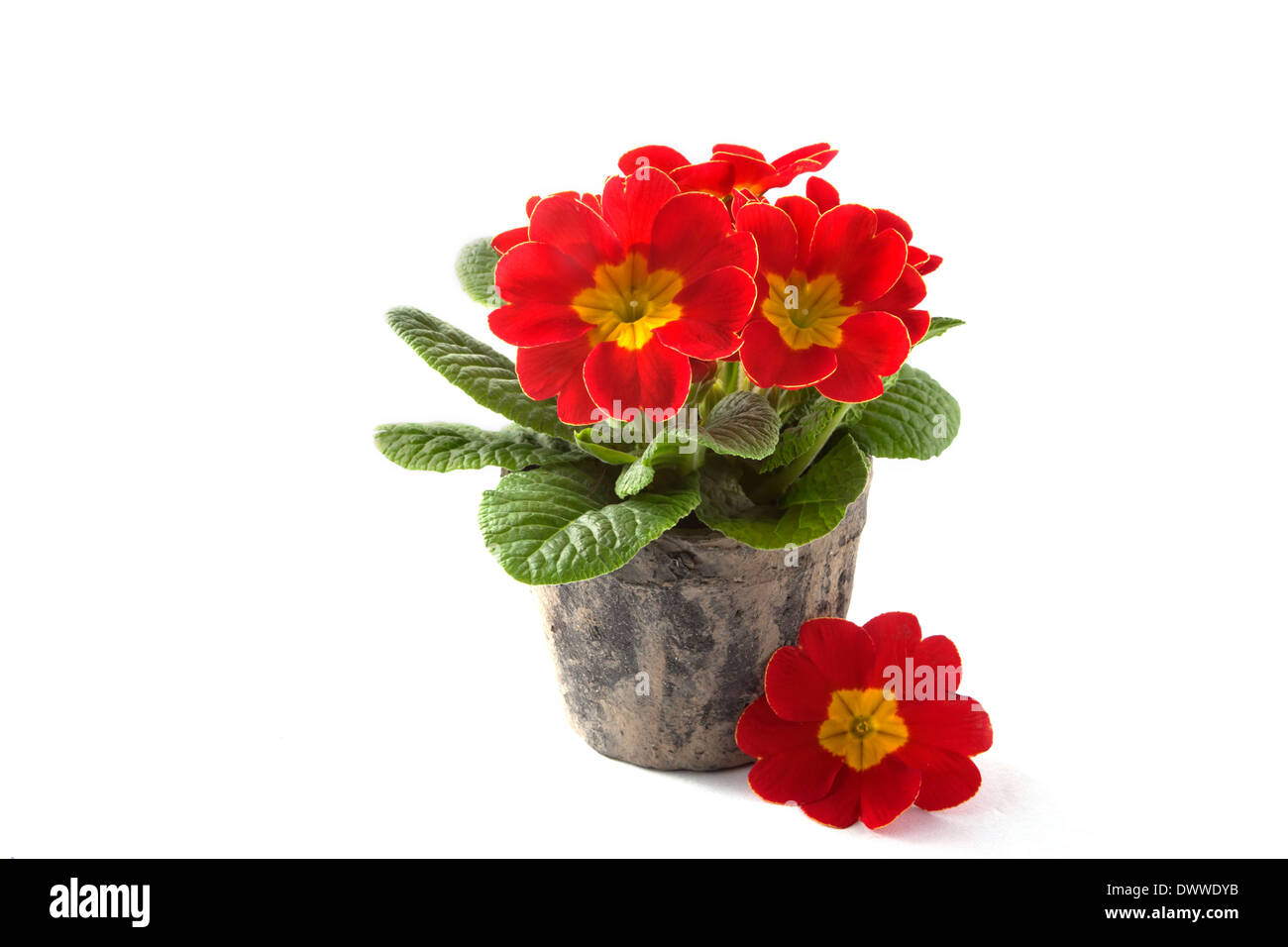 live primrose in a clay bucket on a white background Stock Photo - Alamy