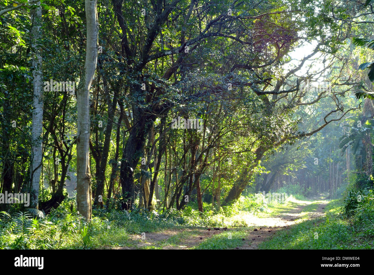 Track road forest jungle africa hi-res stock photography and images - Alamy