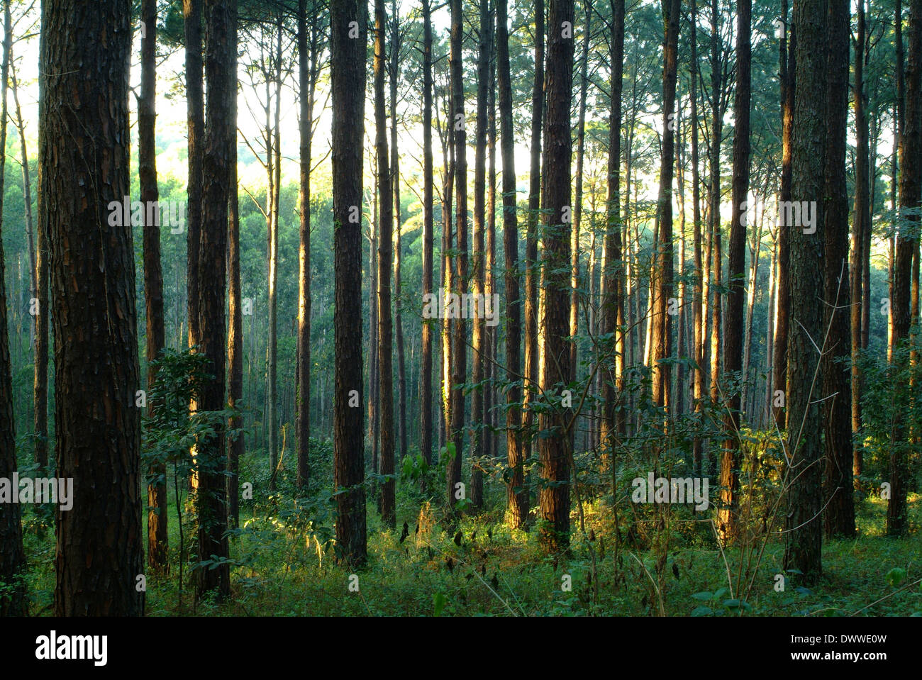 Durban forest hi-res stock photography and images - Alamy