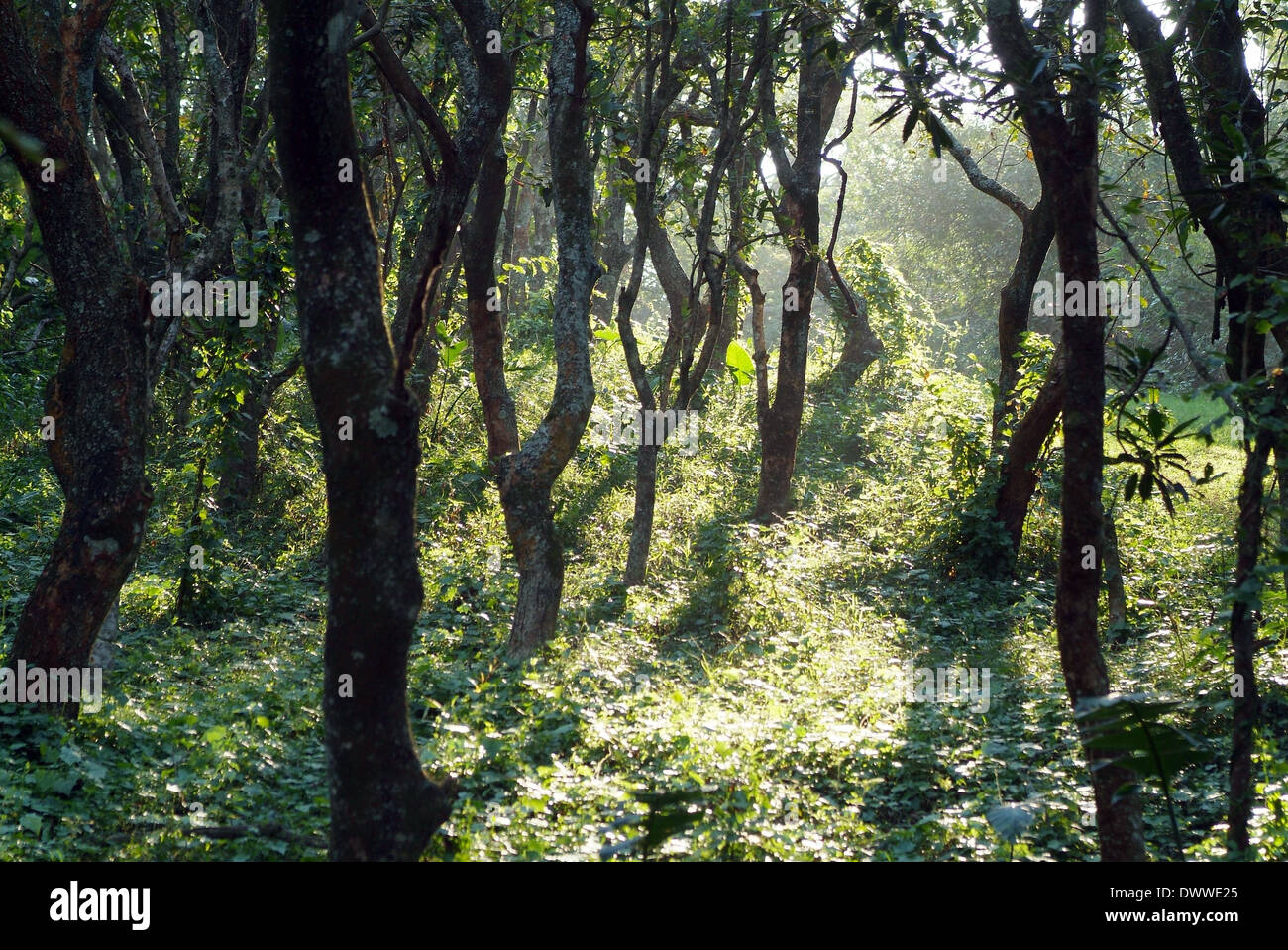 Durban forest hi-res stock photography and images - Alamy