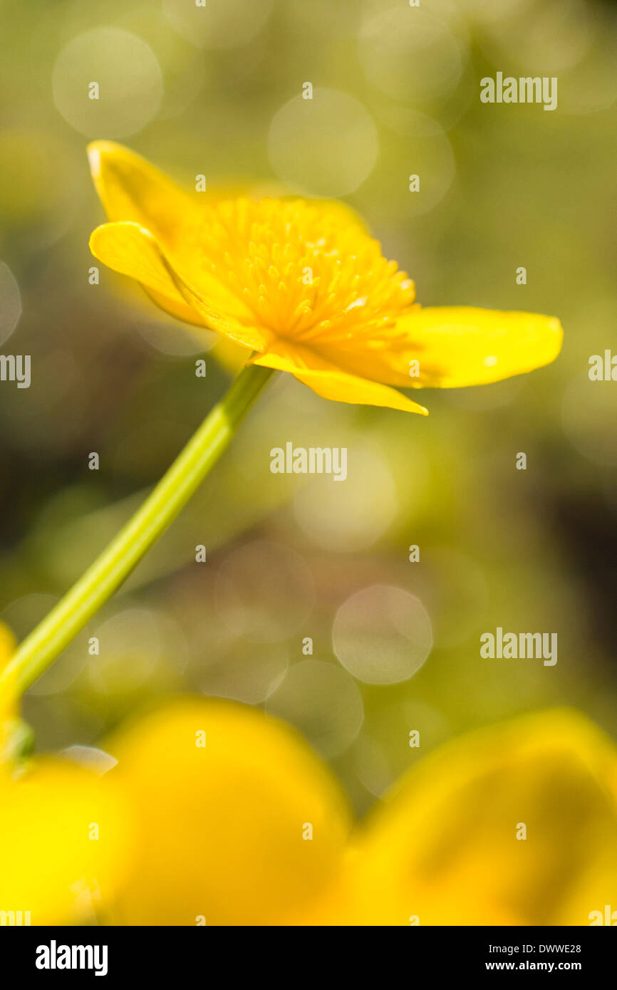 Marsh flower hi-res stock photography and images - Alamy