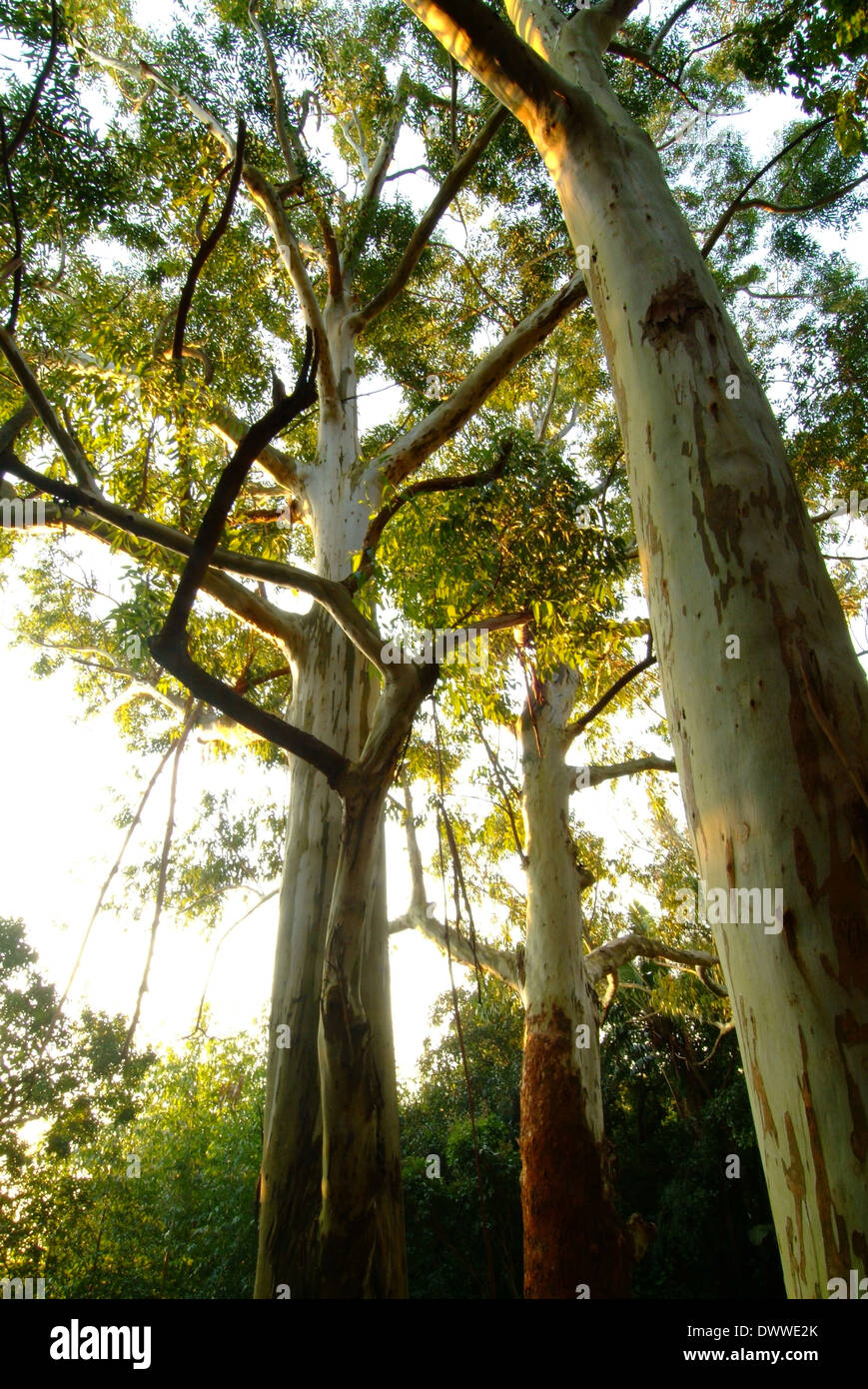 Bluegum trees hi-res stock photography and images - Alamy