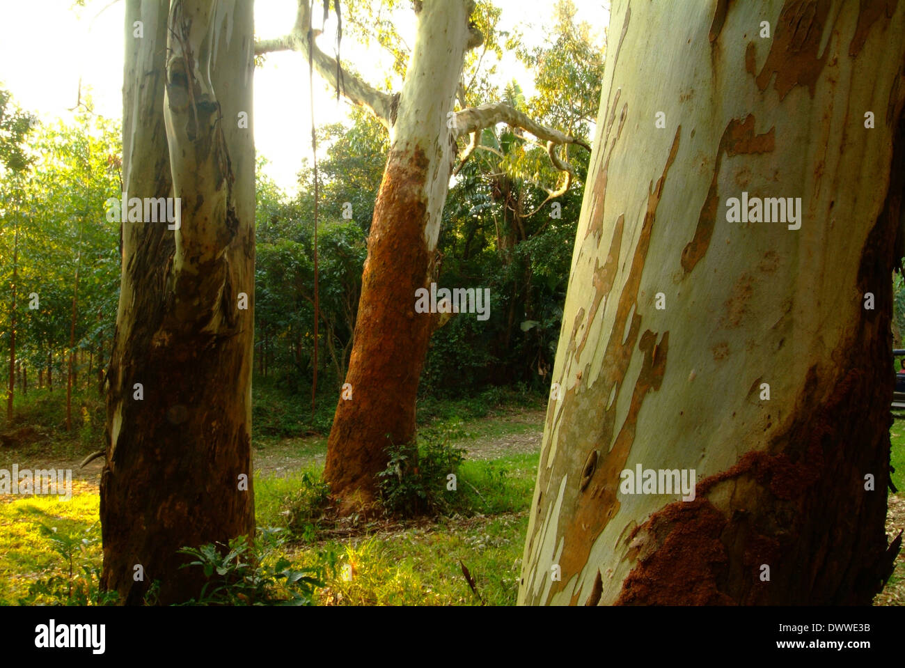 Bluegum trees hi-res stock photography and images - Alamy