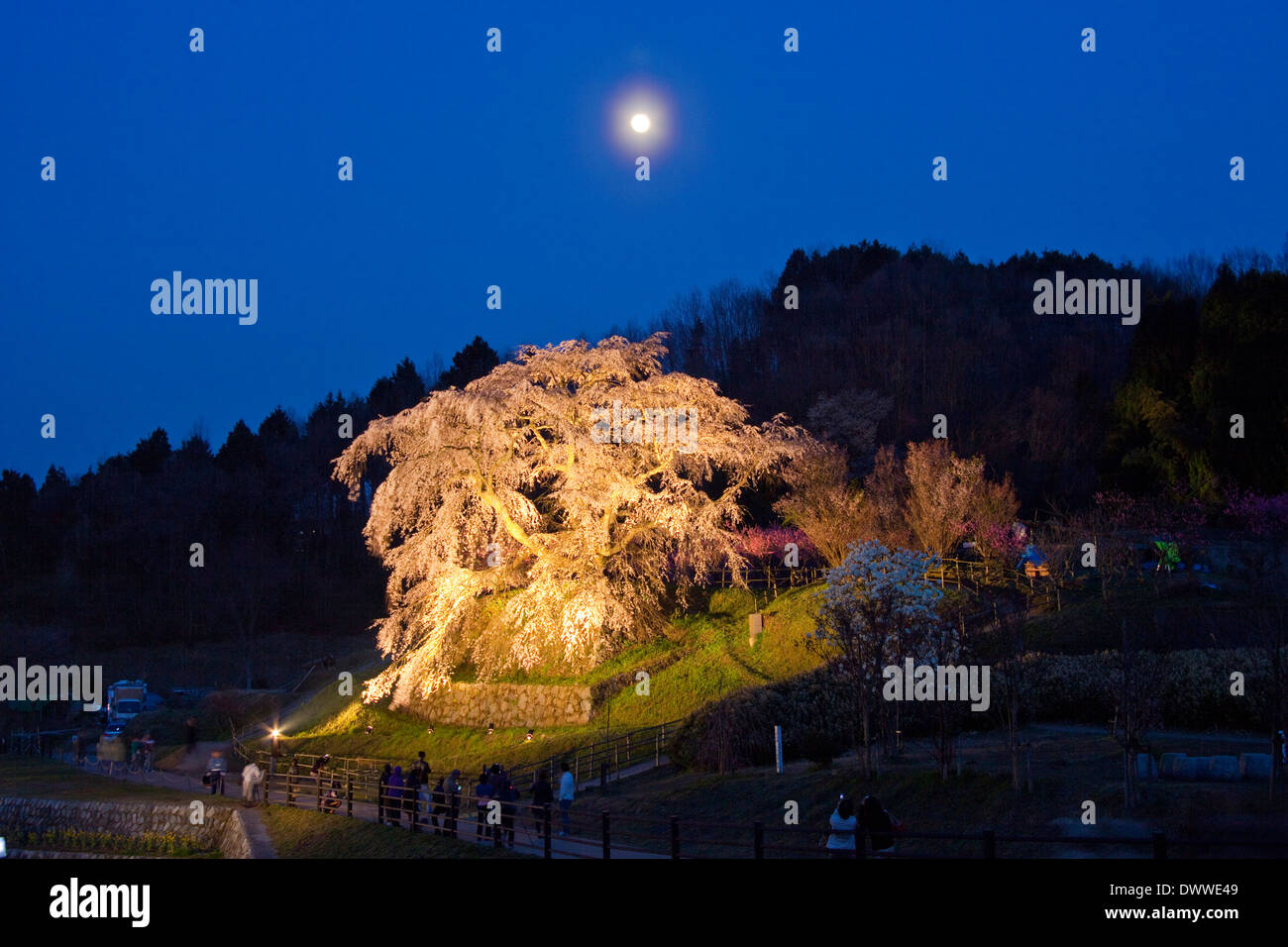 Night photography tree hi-res stock photography and images - Alamy