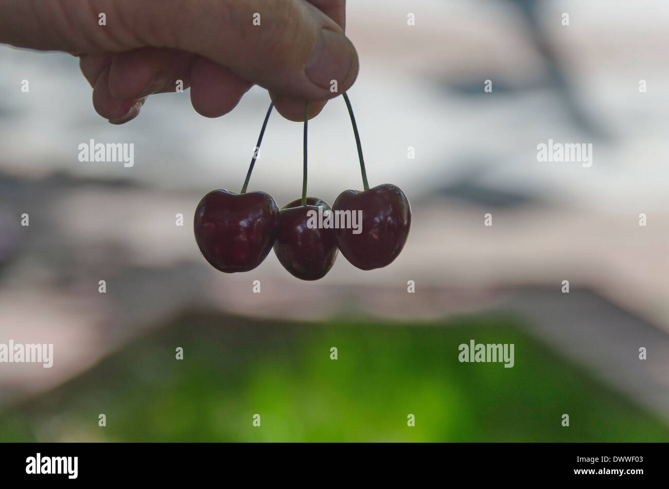 Three cherry fruits in hand Stock Photo - Alamy