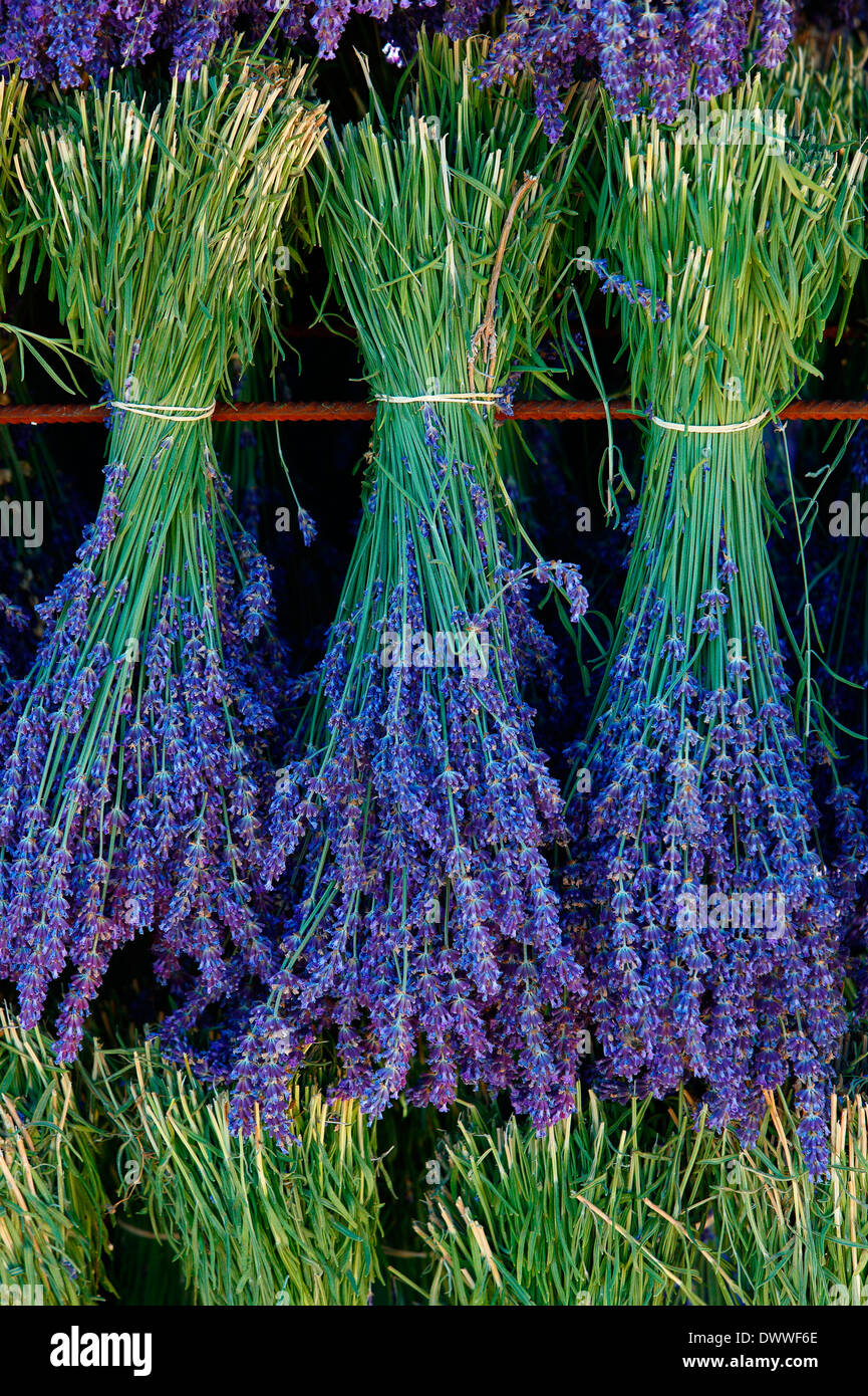 Lavender harvest hi-res stock photography and images - Alamy