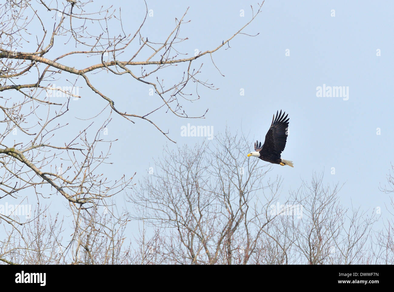 Bald eagle flying through trees hi-res stock photography and images - Alamy
