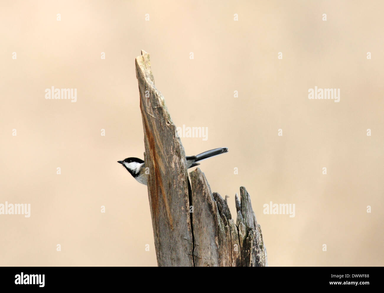 Funny chickadee hi-res stock photography and images - Alamy