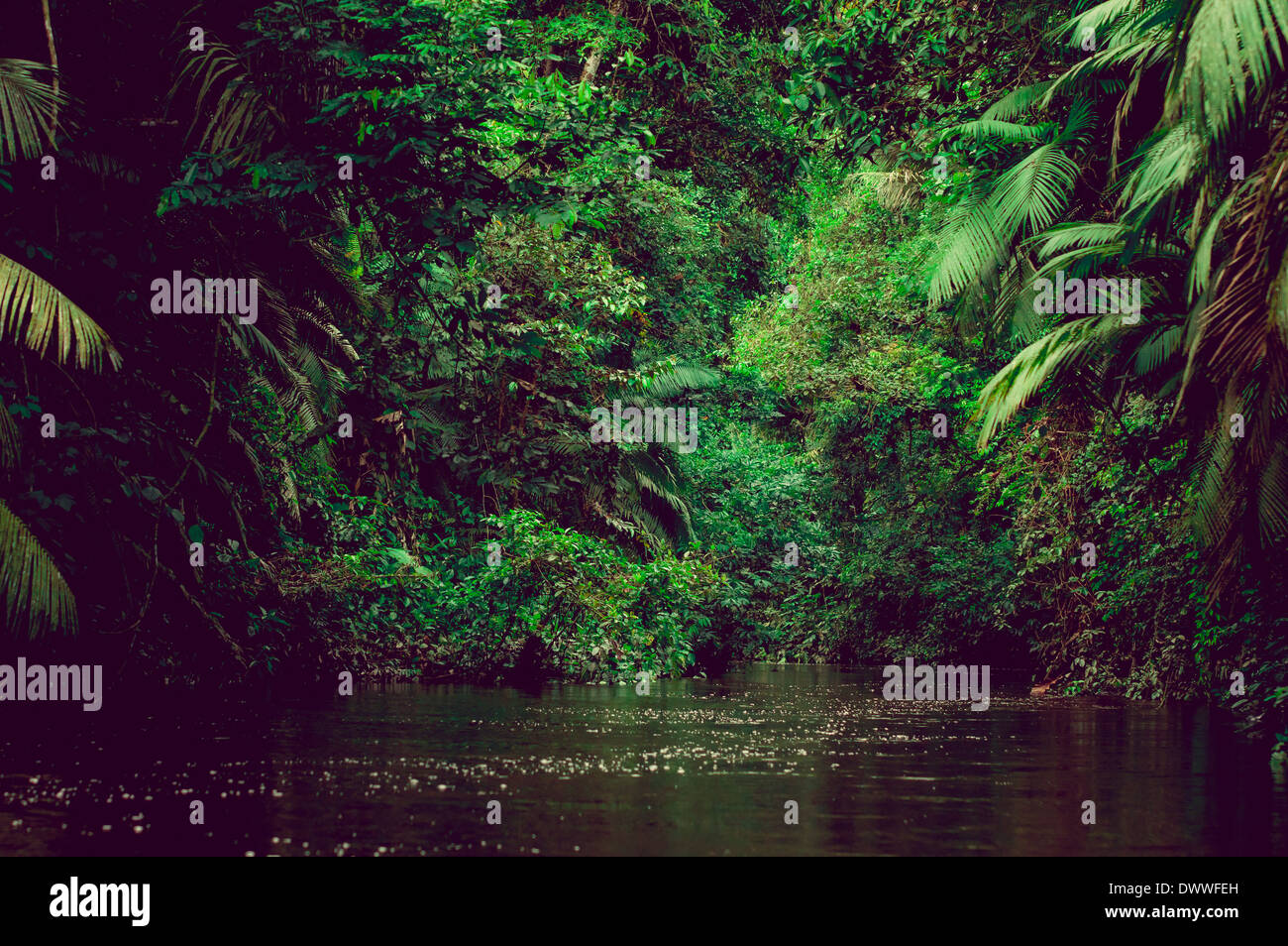 River deep in jungle forest. Amazonas composition Stock Photo - Alamy