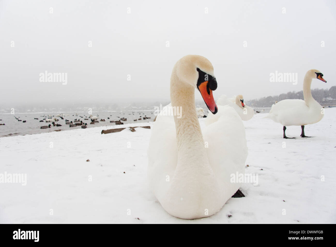 Swan sitting on snow Stock Photo - Alamy