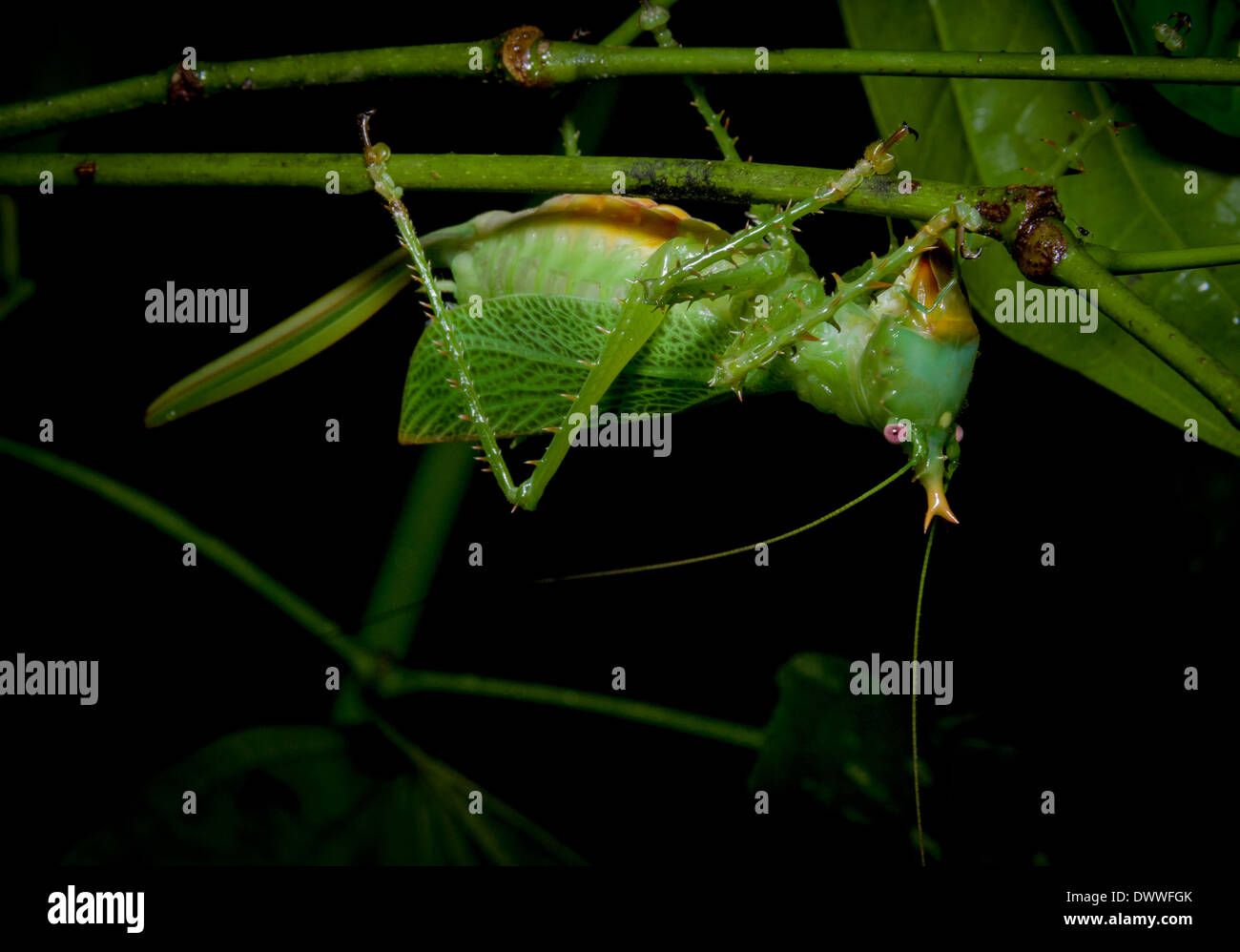 Green giant grasshopper at night in the amazon Stock Photo - Alamy