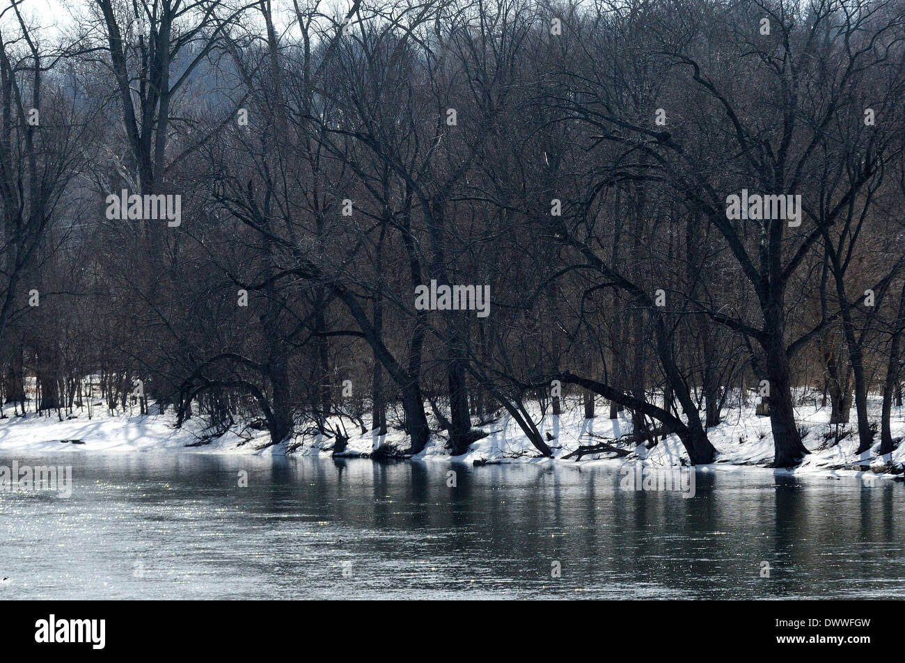 Woodland area along stream Stock Photo - Alamy
