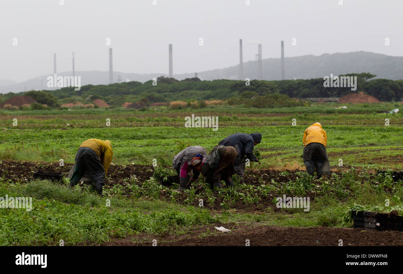 Farm workers tend to crops on the land abutting the old airport in ...
