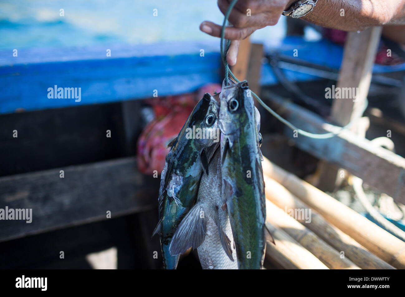 Ko Surin, Thailand. 28th Feb, 2014. A Moken man shows off the fish he ...
