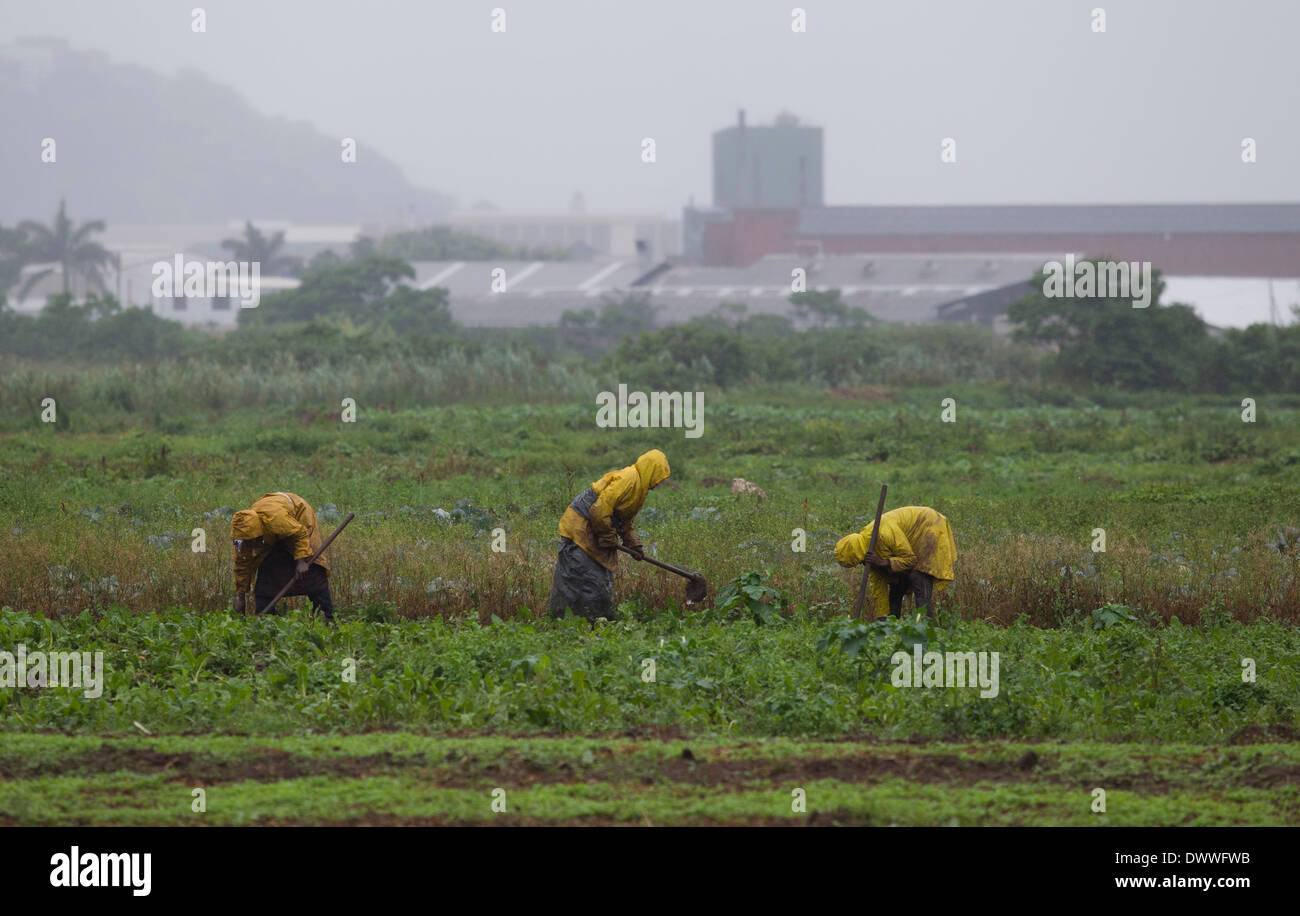 Farm workers tend to crops on the land abutting the old airport in ...