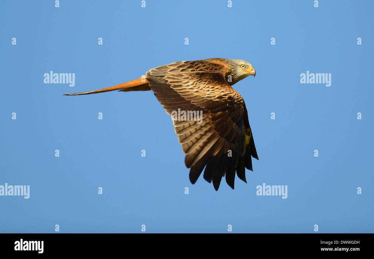 Red kite feeding station hi-res stock photography and images - Alamy