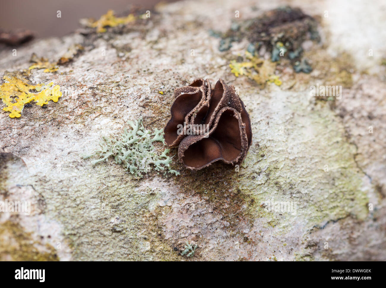 Spring hazelcup hi-res stock photography and images - Alamy