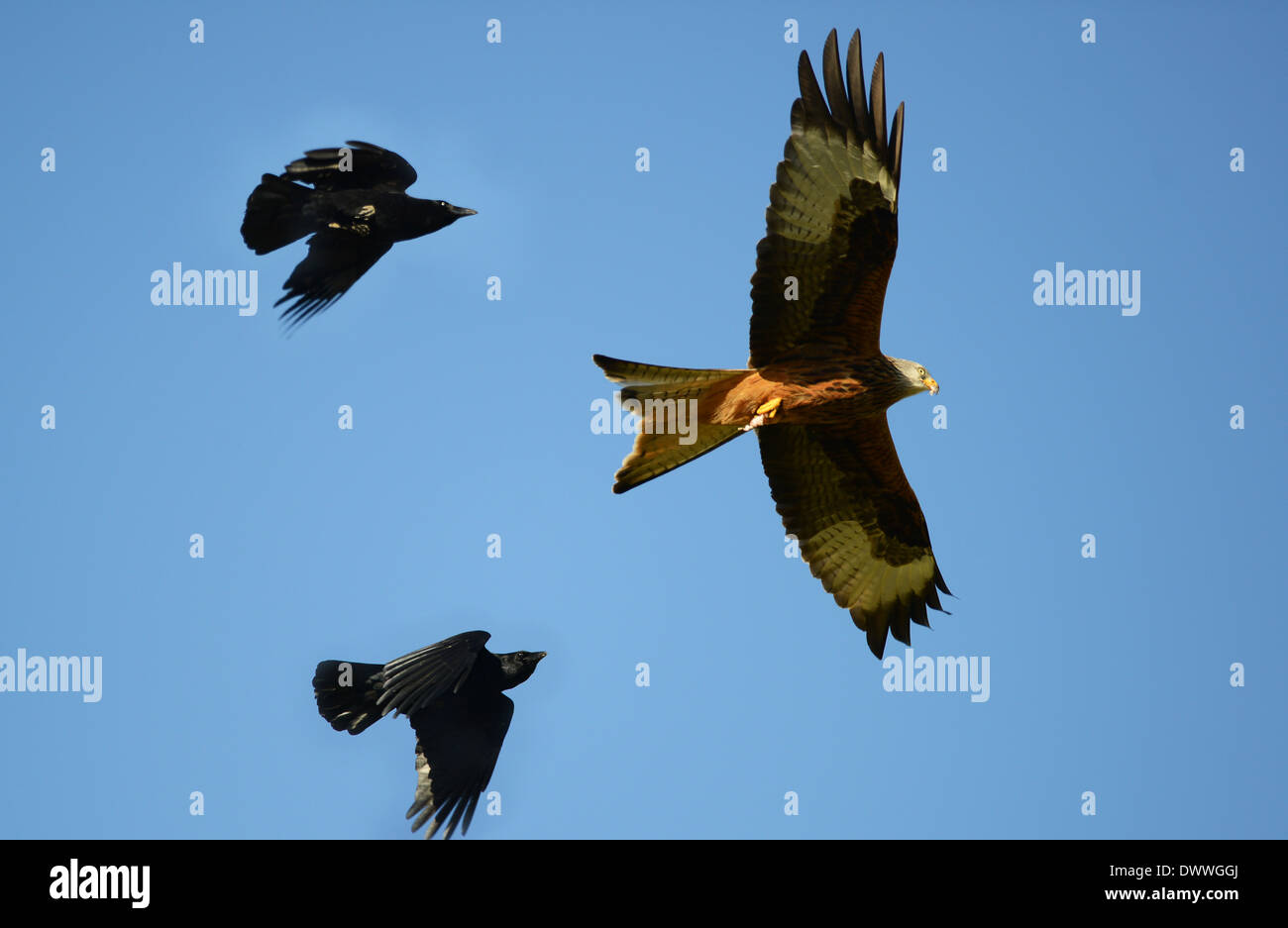 Red Kite mobbed by crows at Gigrin Farm Kite Centre Red Kite Feeding ...