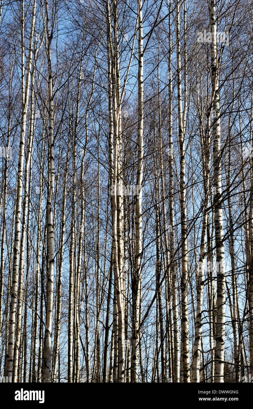 trunks of birch trees in spring grove, vertical Stock Photo - Alamy