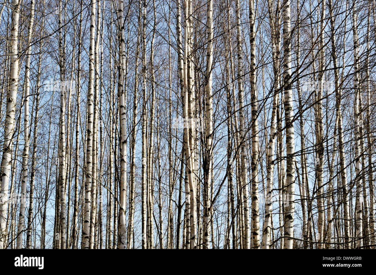 trunks of birch trees in spring grove, horizontal Stock Photo - Alamy