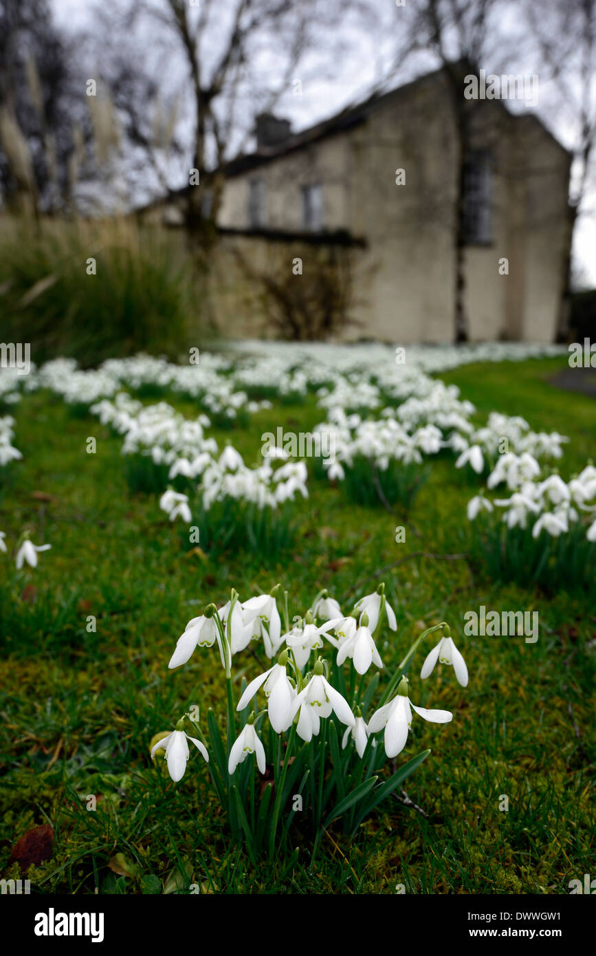 Galanthus nivalis snowdrop white flowers green markings flower bulbs ...
