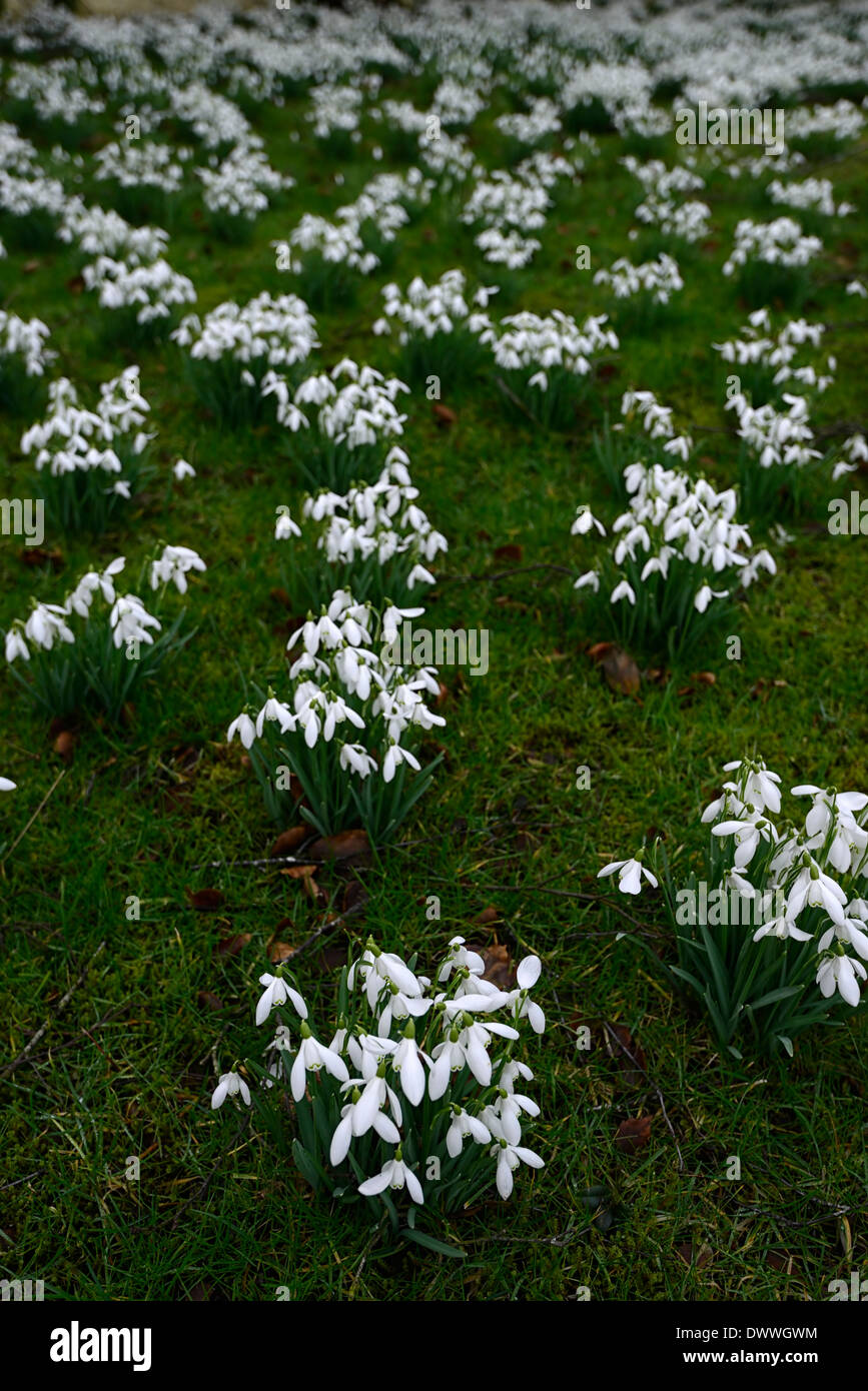 Galanthus nivalis snowdrop white flowers green markings flower bulbs ...