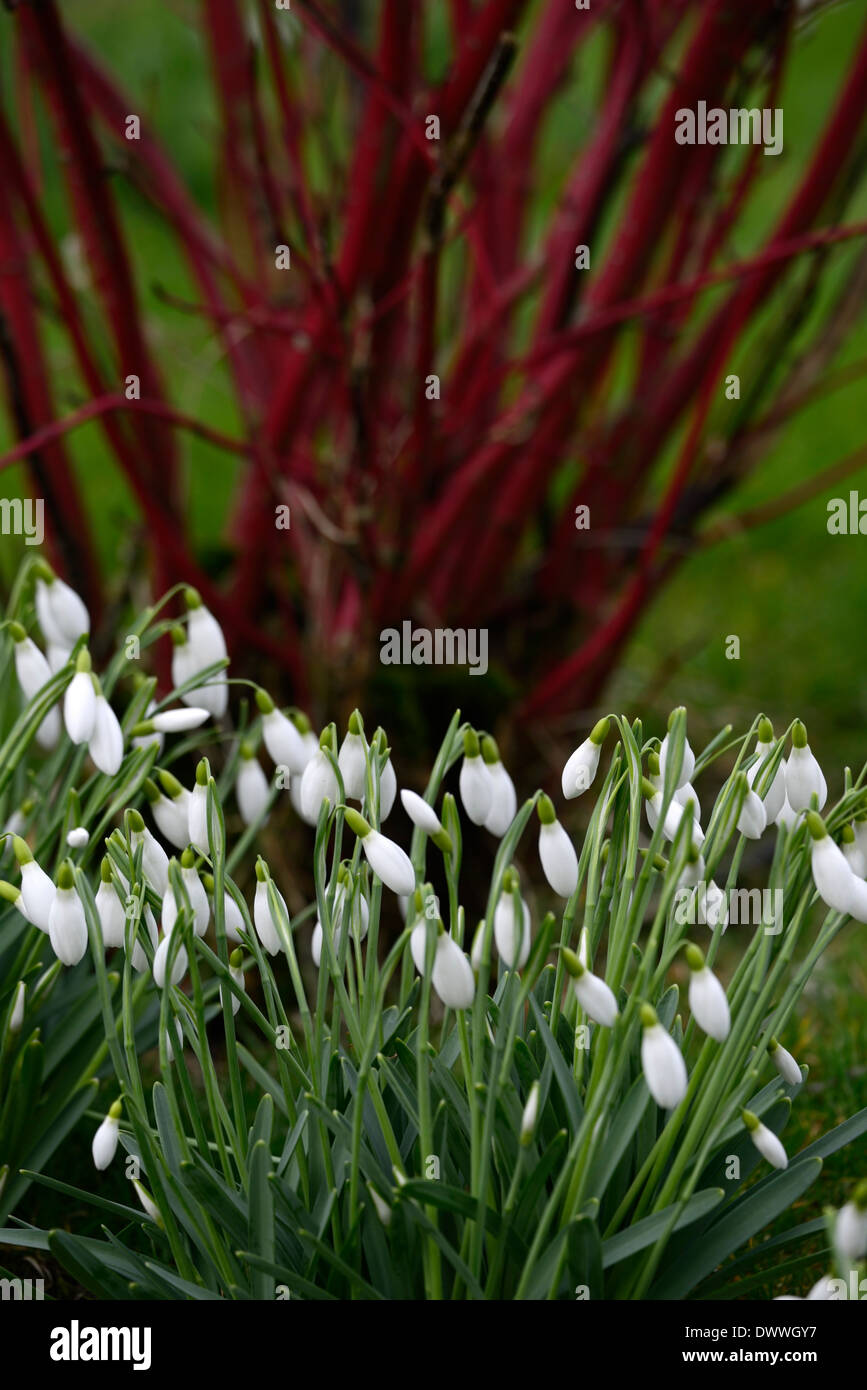 Galanthus snowdrop clumps cornus stolonifera red stem dogwood white ...