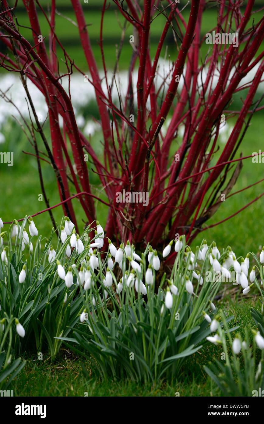 Galanthus snowdrop clumps cornus stolonifera red stem dogwood white ...