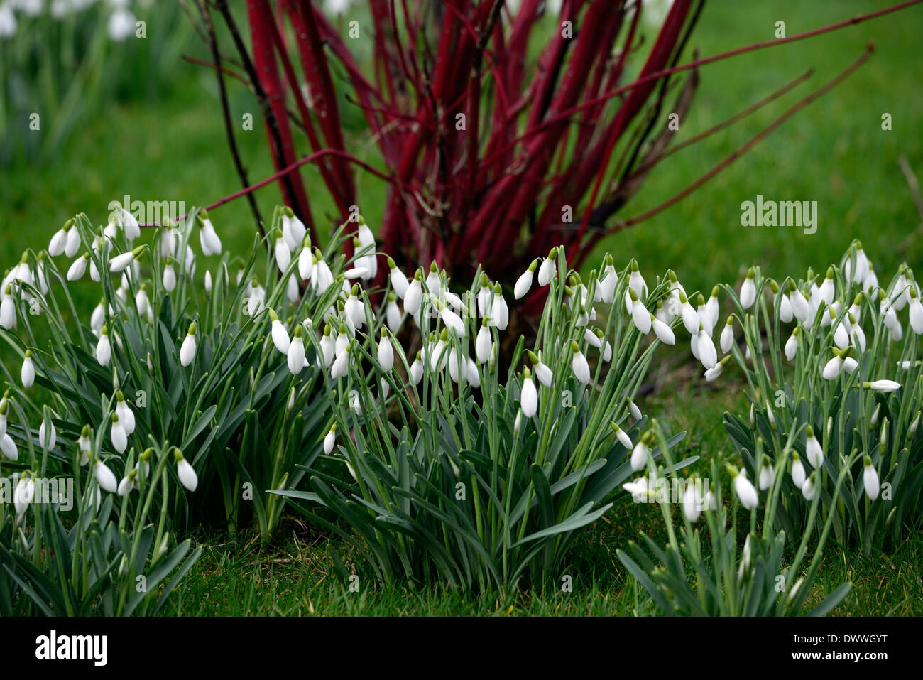 Galanthus snowdrop clumps cornus stolonifera red stem dogwood white ...
