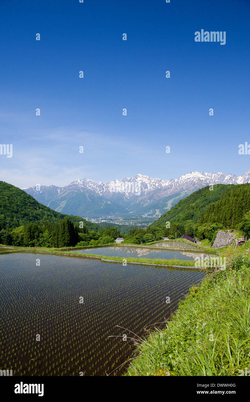 Japanese Northern Alps and rice paddies, Nagano Prefecture, Japan Stock ...
