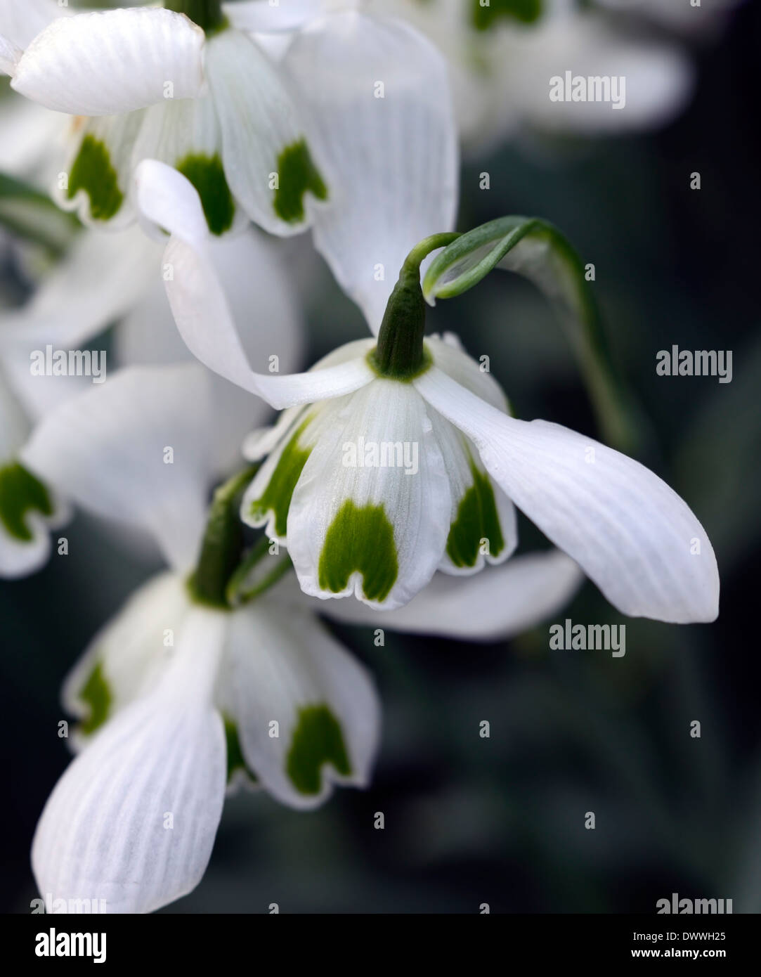 Galanthus cordelia greatorex double white flowers green markings flower ...