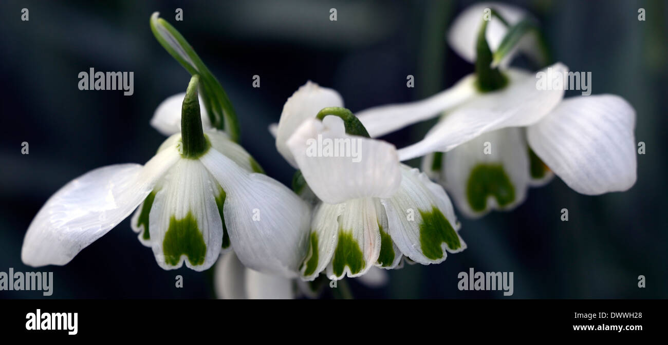 Galanthus cordelia greatorex double white flowers green markings flower ...