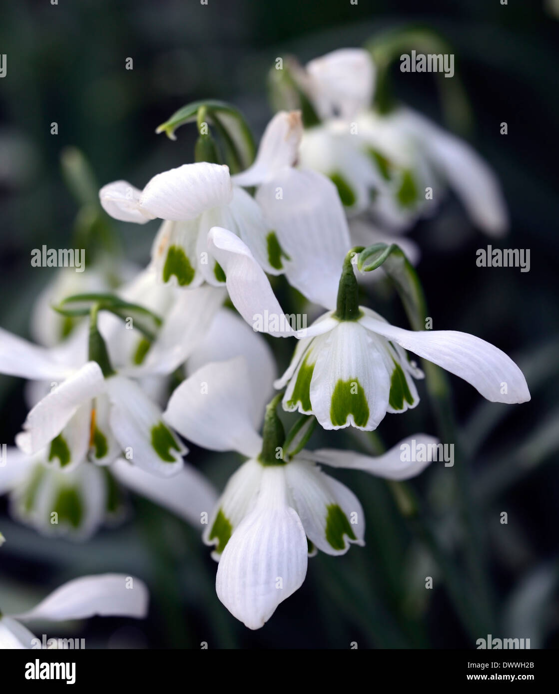 Galanthus cordelia greatorex double white flowers green markings flower ...