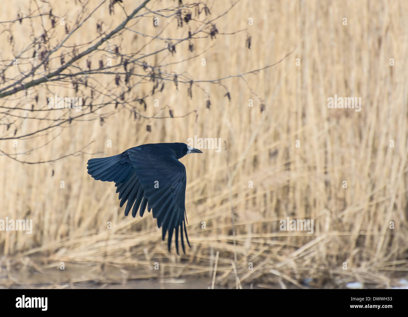 Raven flying hi-res stock photography and images - Alamy