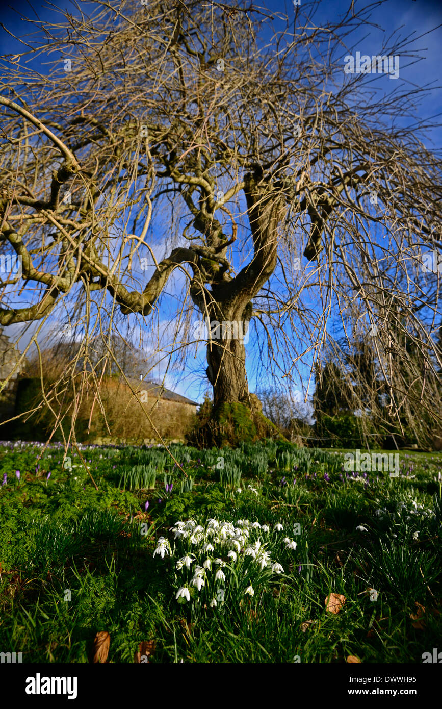 Galanthus flore pleno double white flowers green markings flower bulbs ...