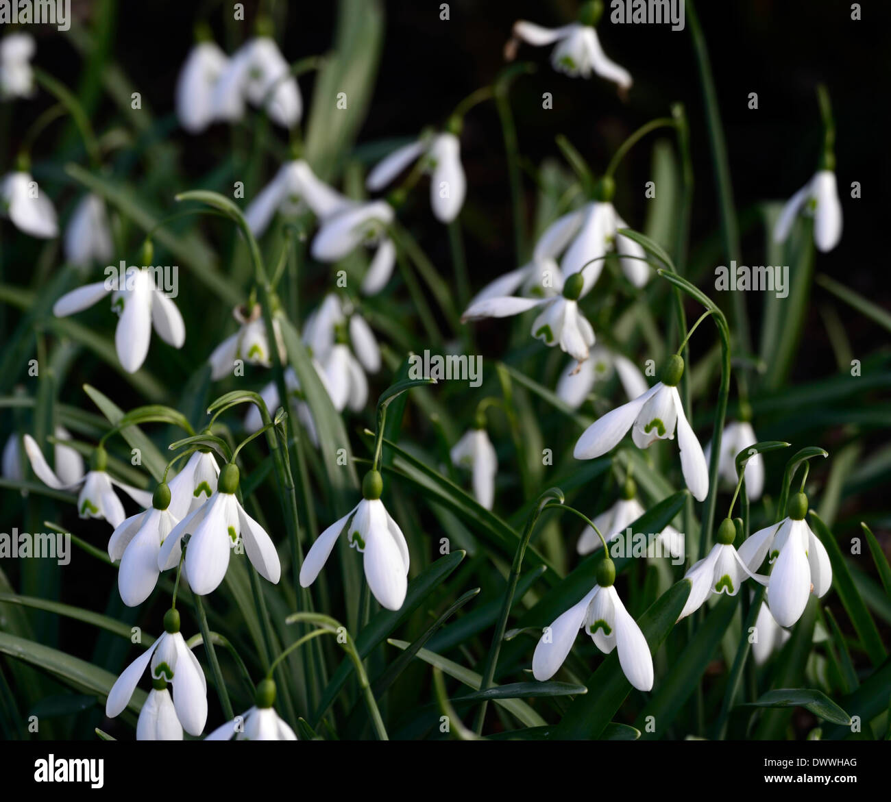 Galanthus magnet snowdrop white flowers green markings flower bulbs ...
