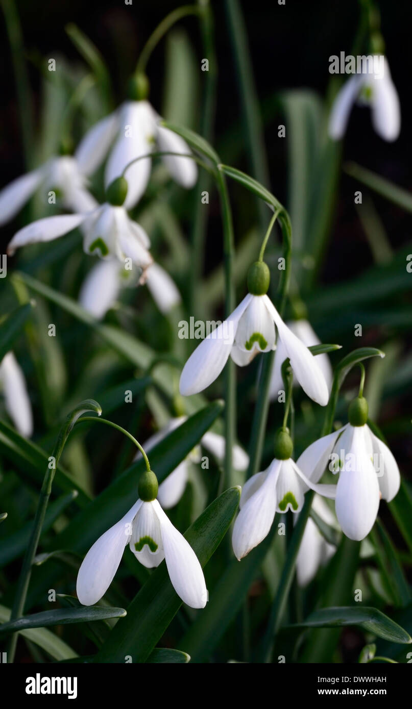 Galanthus magnet snowdrop white flowers green markings flower bulbs ...