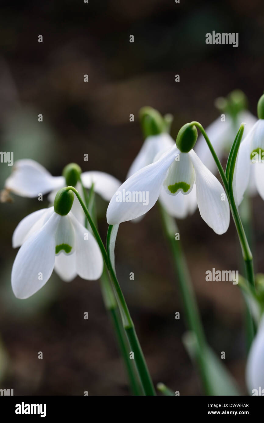 Galanthus Mrs Backhouse no 12 snowdrop white flowers green markings ...