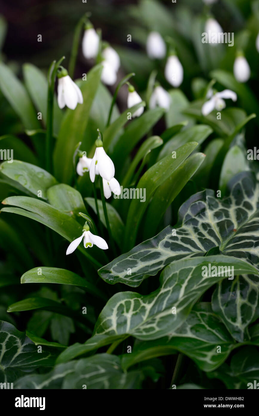 Mixed plants with snowdrops hi-res stock photography and images - Alamy