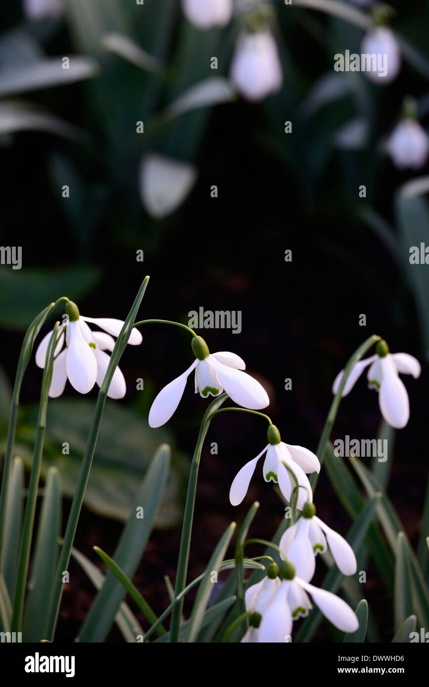 Galanthus pat schofield snowdrop white flowers green markings flower ...