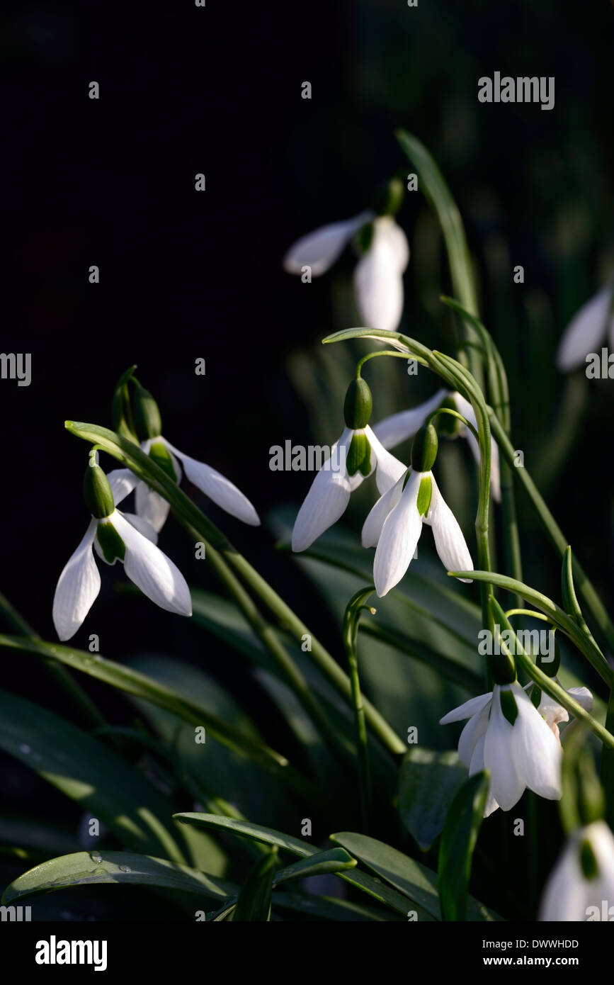 Snowdrop washfield colesbourne hi-res stock photography and images - Alamy