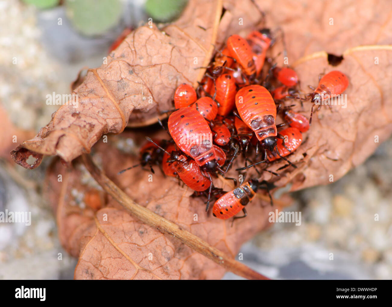 Many red firebugs (pyrrhocoris apterus) on a withered leaf Stock Photo ...