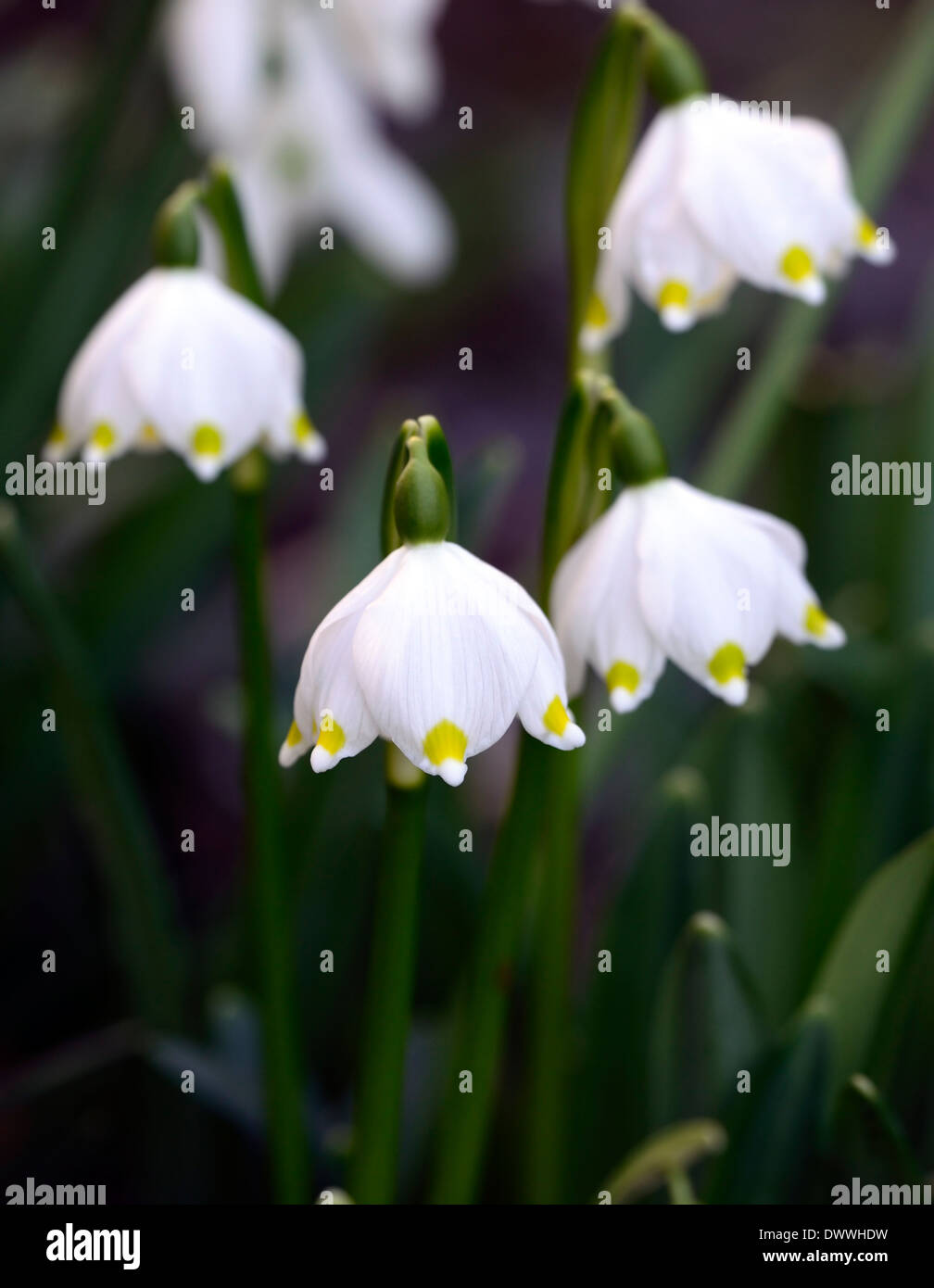 Leucojum flowers hi-res stock photography and images - Alamy
